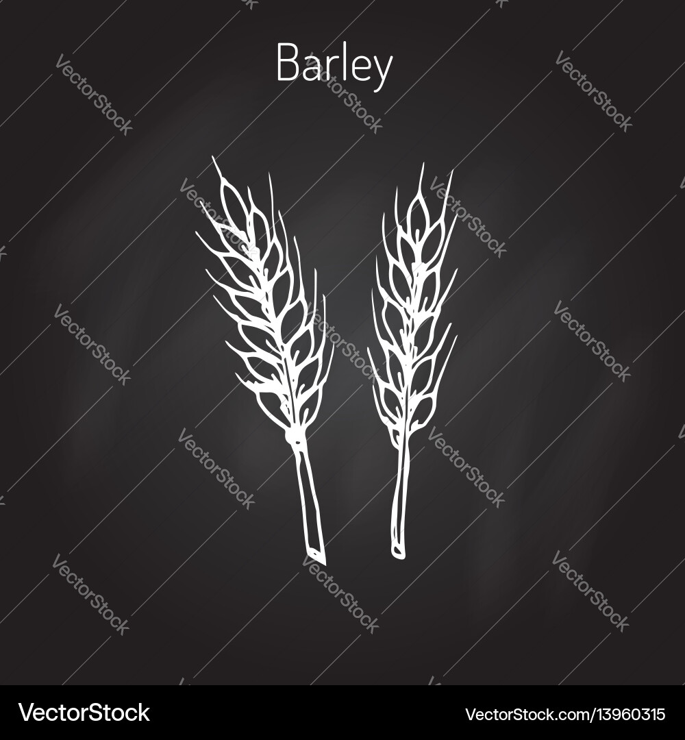 Hand drawn barley ears sketch Royalty Free Vector Image