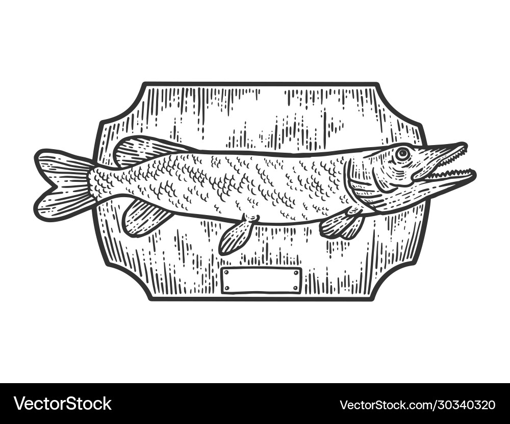 Fishing trophy stuffed fish northern pike Vector Image