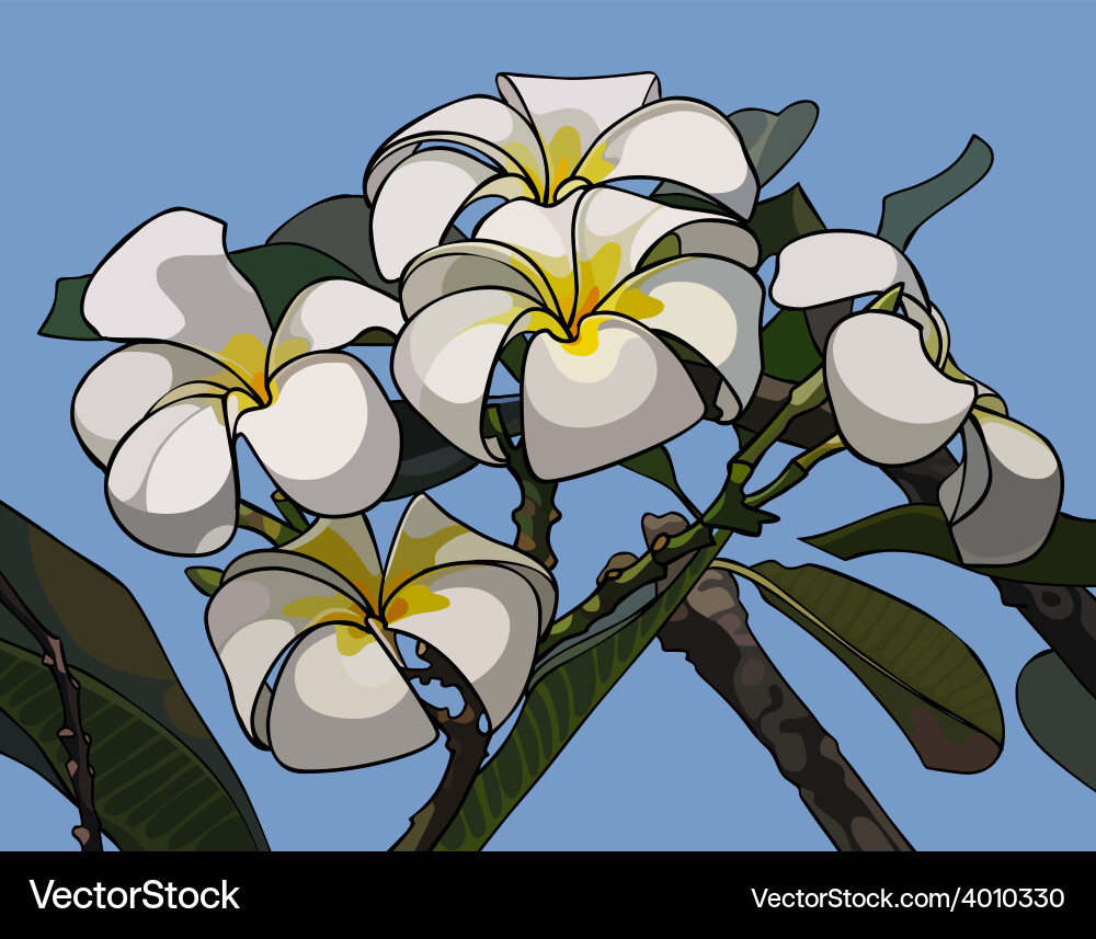 Branch with flowers frangipani Royalty Free Vector Image