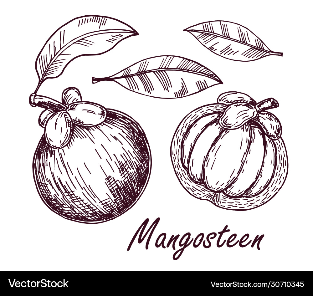 Mangosteen fruit and leaves drawing hand Vector Image