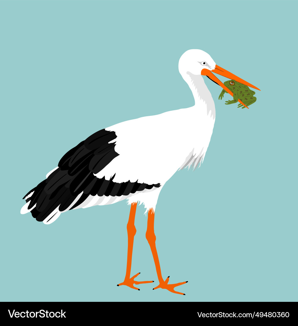 Hunting stork eating frog isolated Royalty Free Vector Image