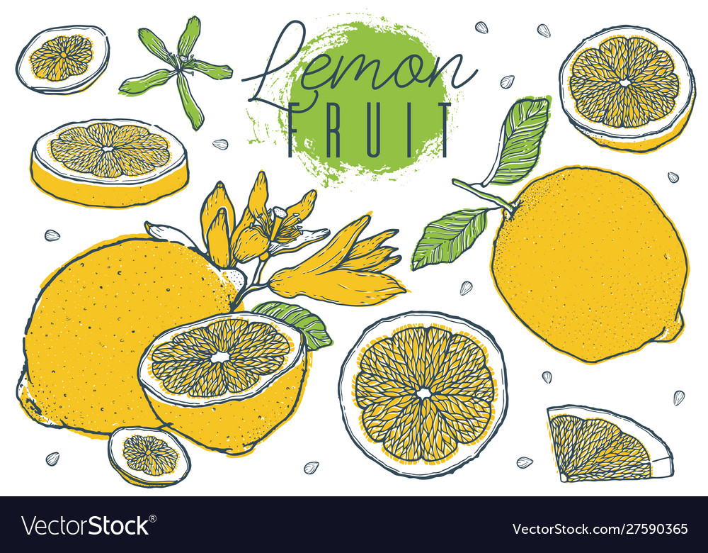 Fruit lemons set hand drawn sketch colorful Vector Image