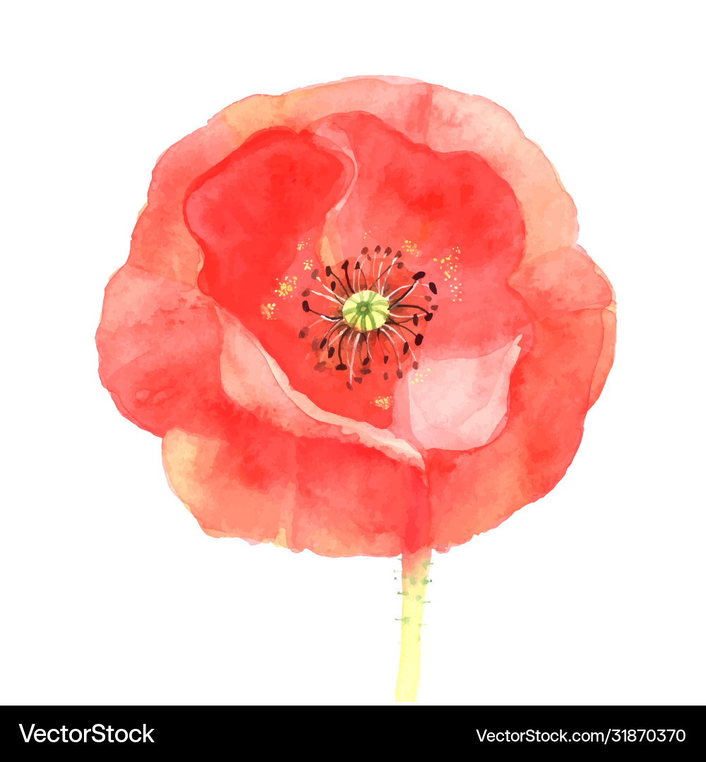 Beautiful red poppy Royalty Free Vector Image - VectorStock