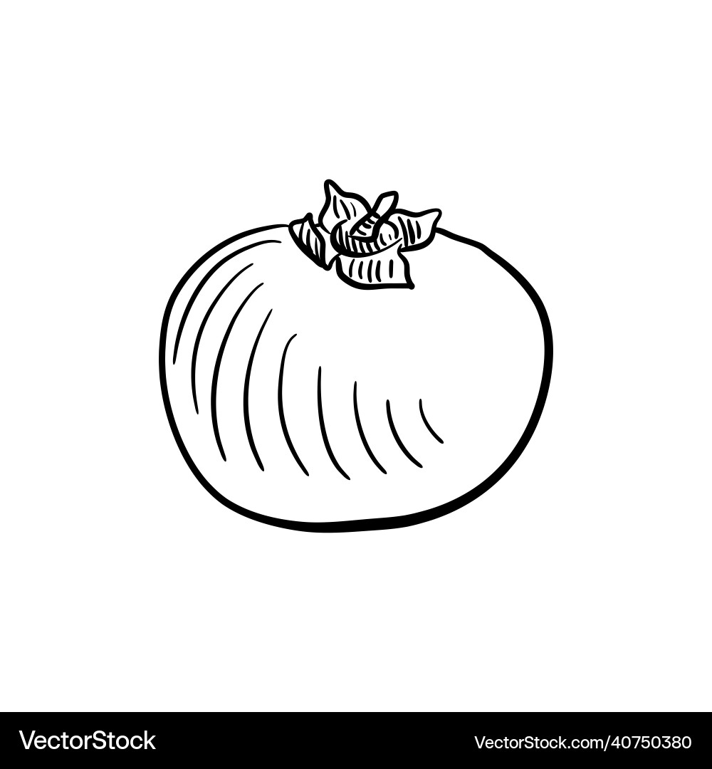 Persimmon drawing sketch of fruit Royalty Free Vector Image