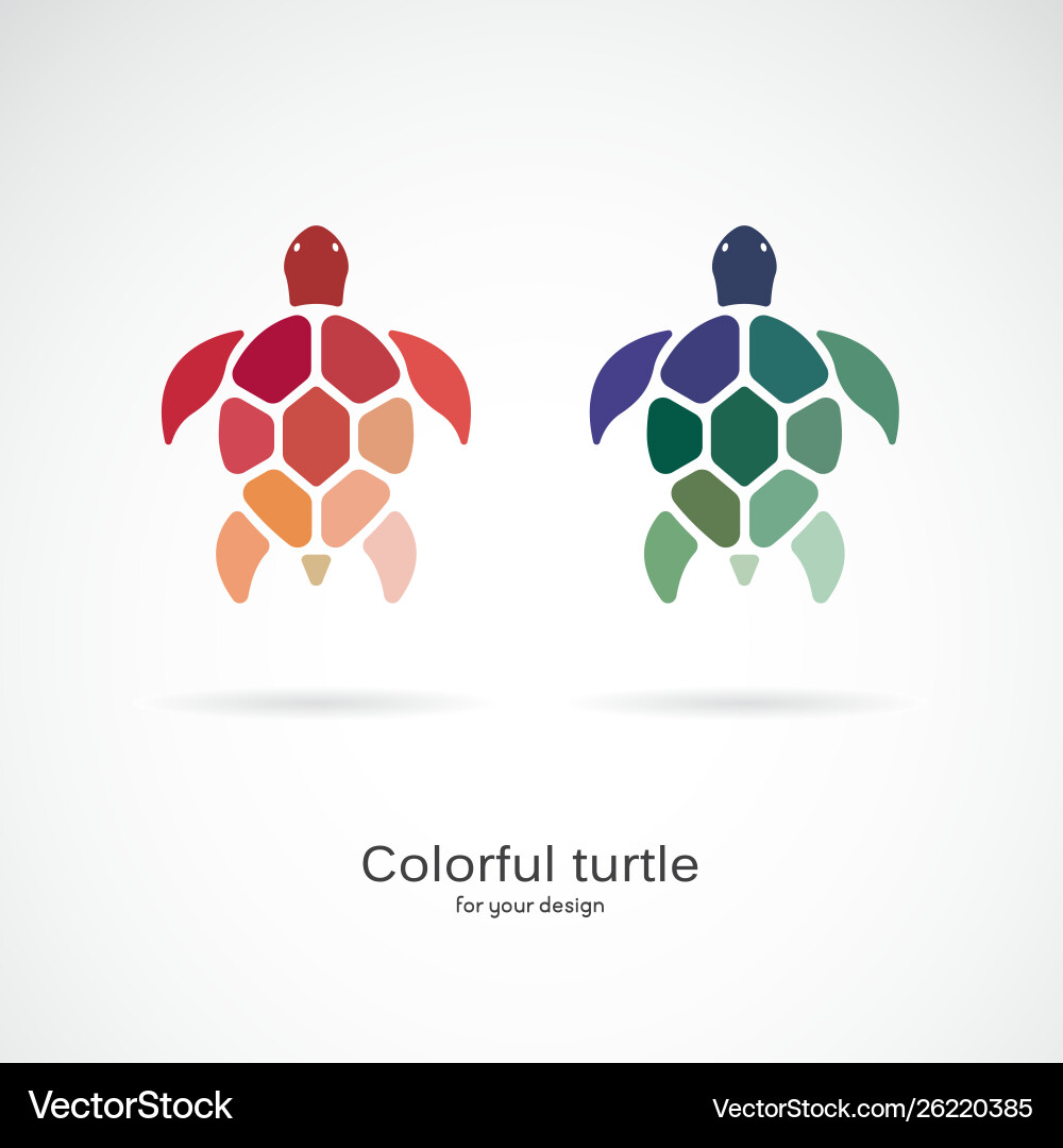 Two colorful turtles on white background wild Vector Image