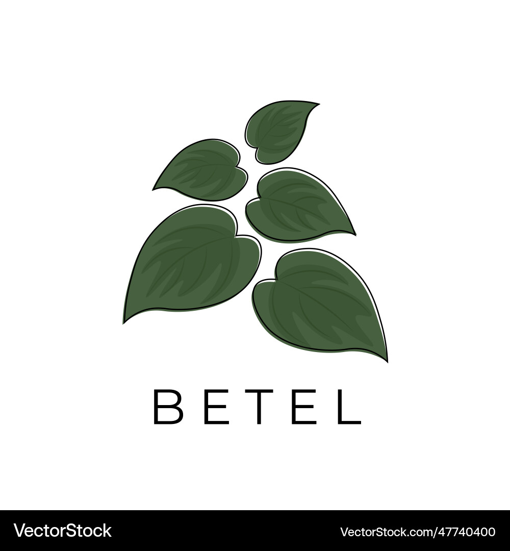 Natural green betel leaf Royalty Free Vector Image