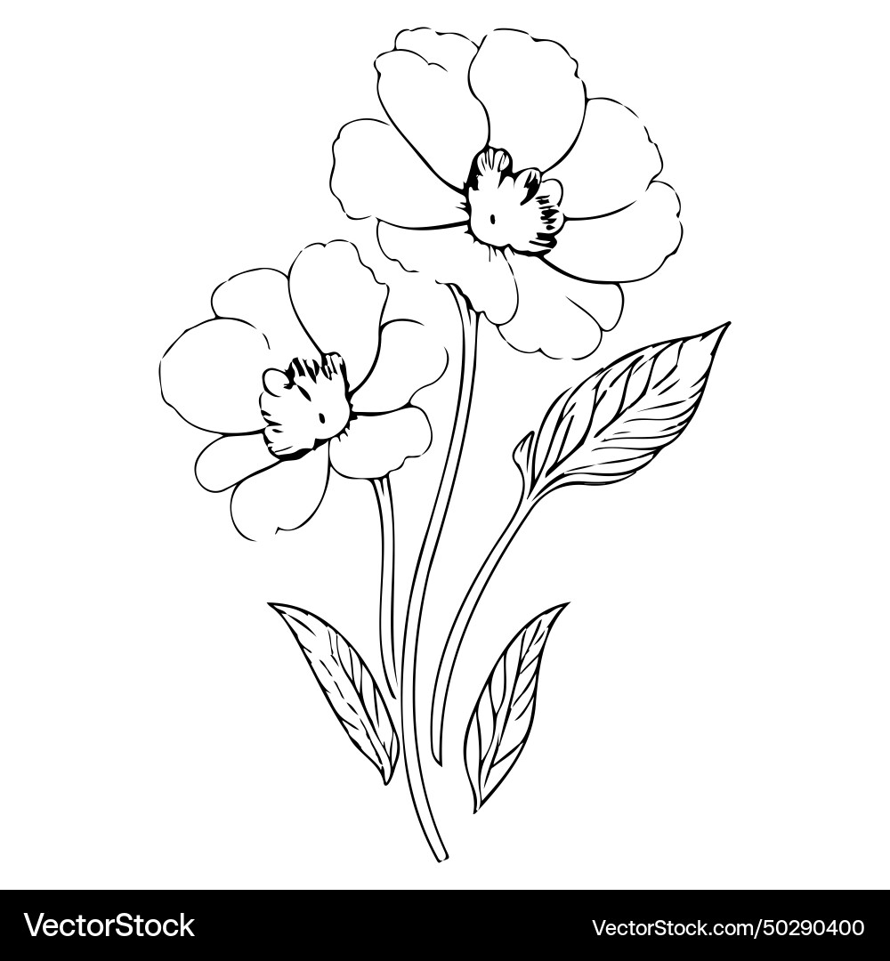 Primrose drawing flower violet hand draw Vector Image