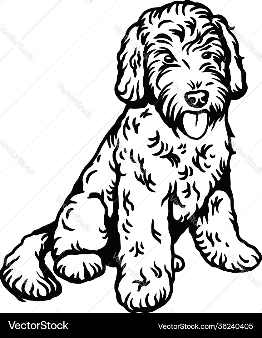Labradoodle mix dog - isolated Royalty Free Vector Image