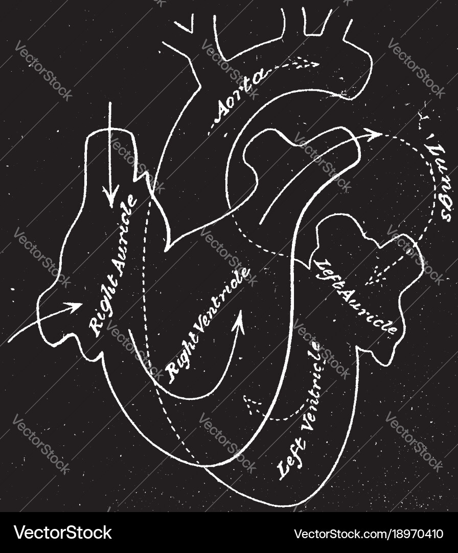 Circulation through the heart vintage Royalty Free Vector