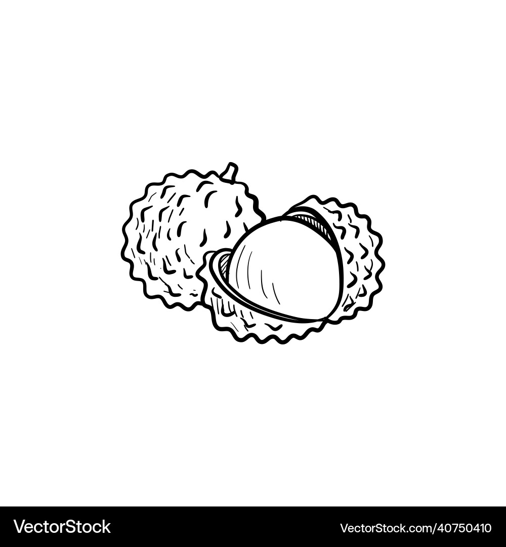 Lychee drawing sketch of fruit Royalty Free Vector Image