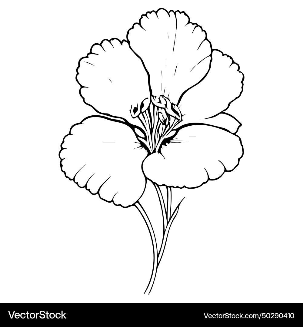 Primrose drawing flower violet hand draw Vector Image