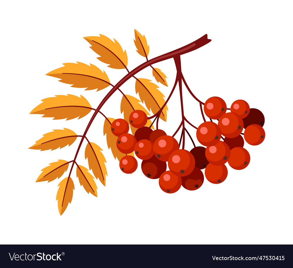 Bunch of rowan on a branch with a leaf isolated Vector Image