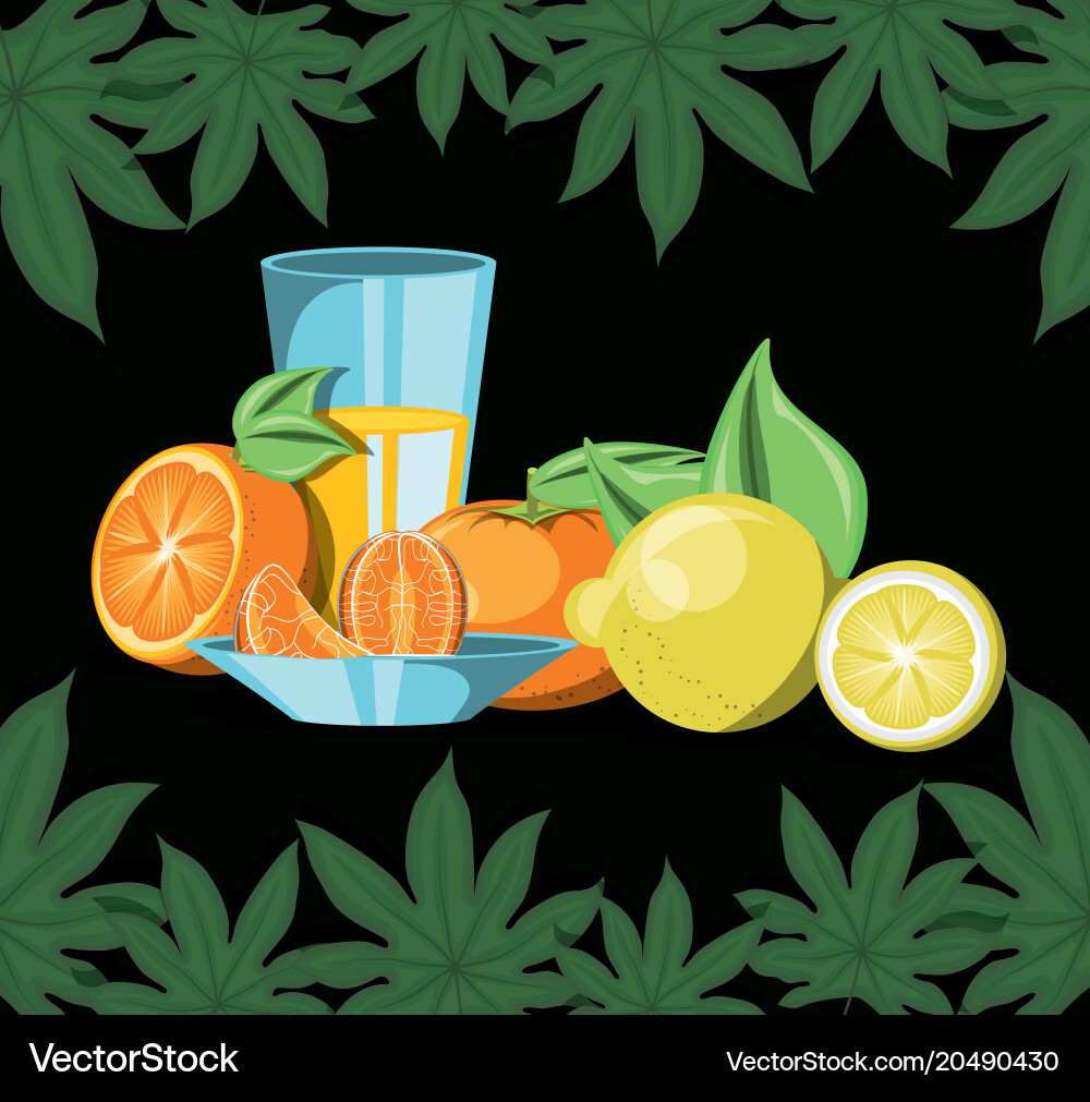 Citric fruits design Royalty Free Vector Image