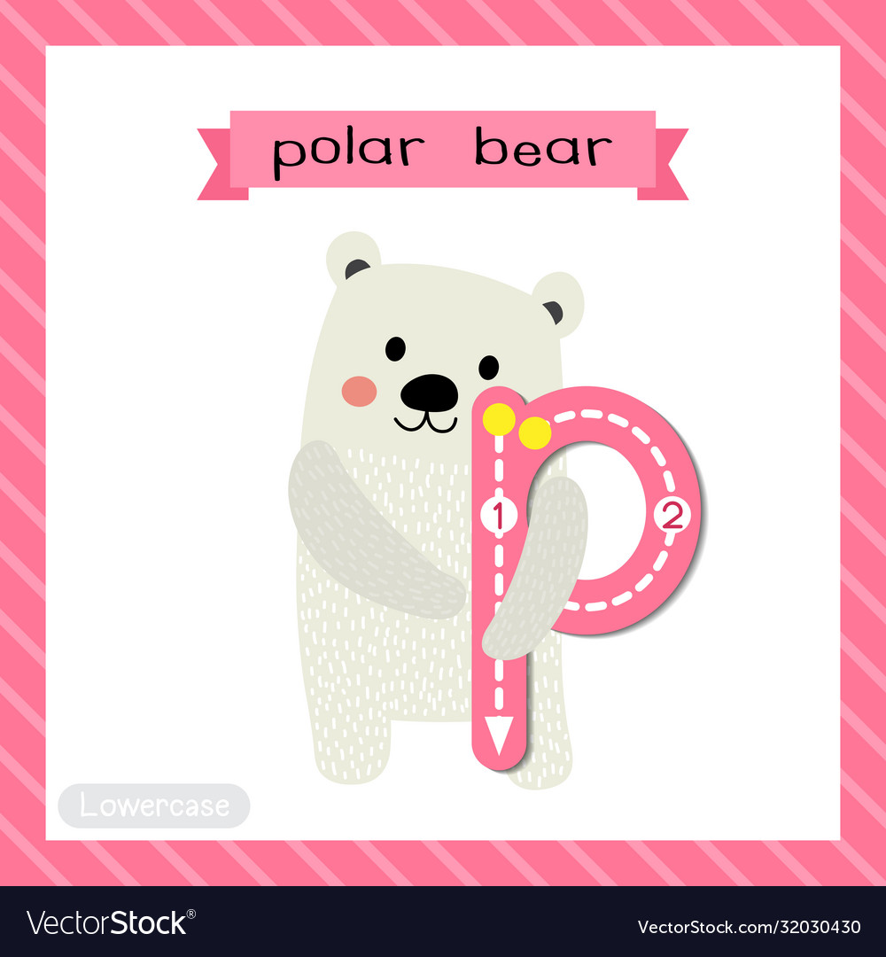 Letter p lowercase tracing standing polar bear Vector Image