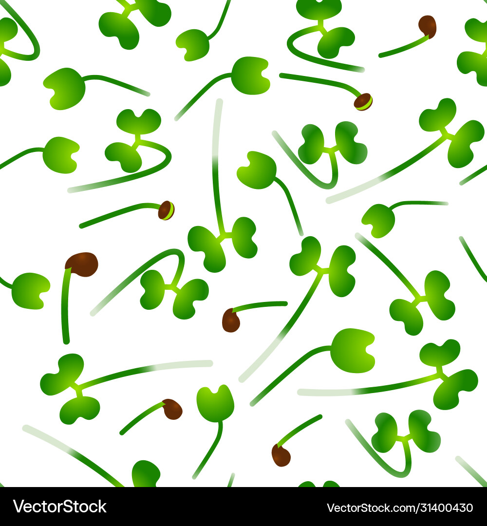 Microgreens tatsoi sprouting seeds a plant Vector Image