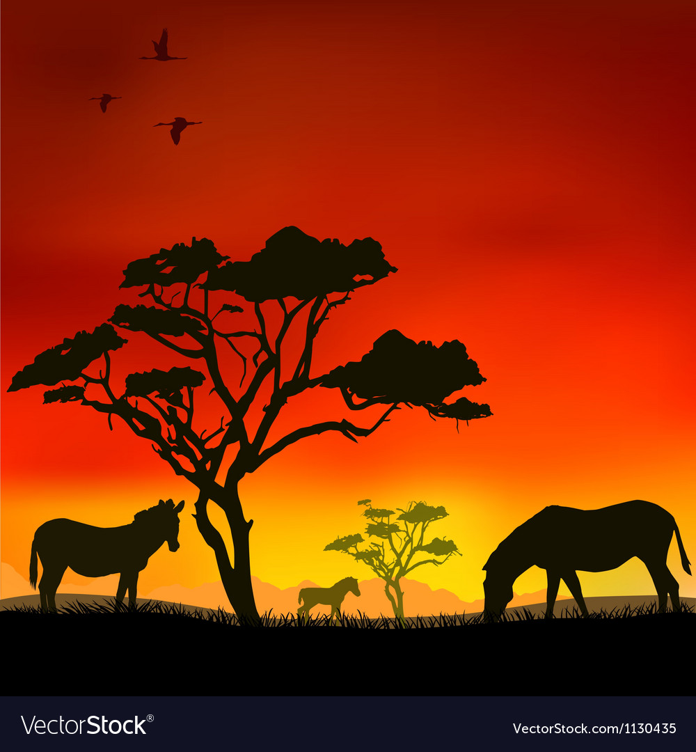 Zebras Royalty Free Vector Image - VectorStock Zebras Royalty Free Vector Image - VectorStock