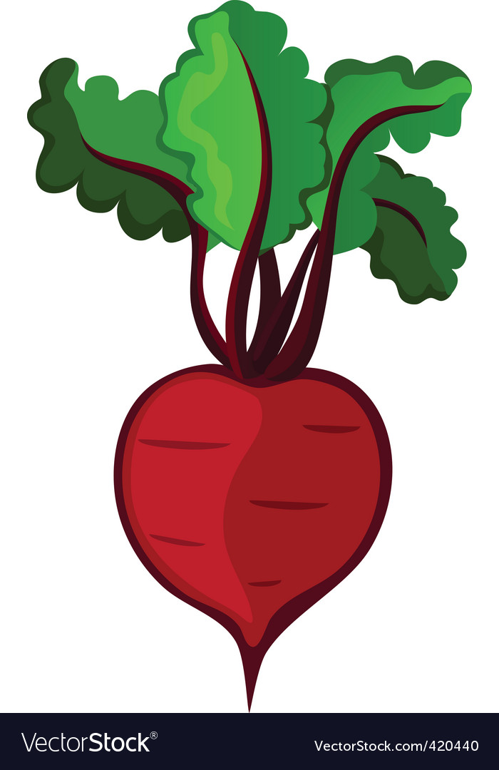 Beetroot Royalty Free Vector Image - VectorStock