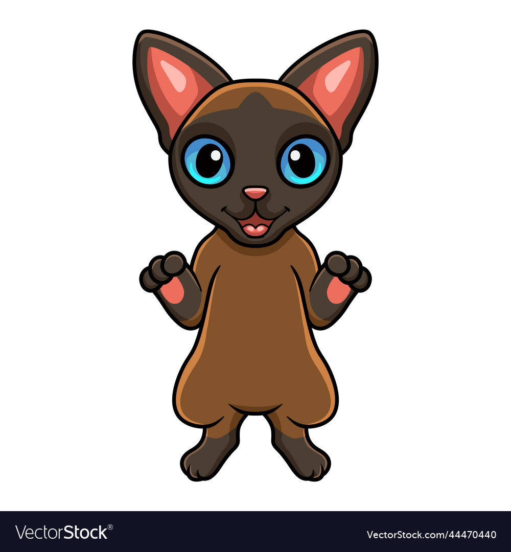 Cute tonkinese cat cartoon standing Royalty Free Vector
