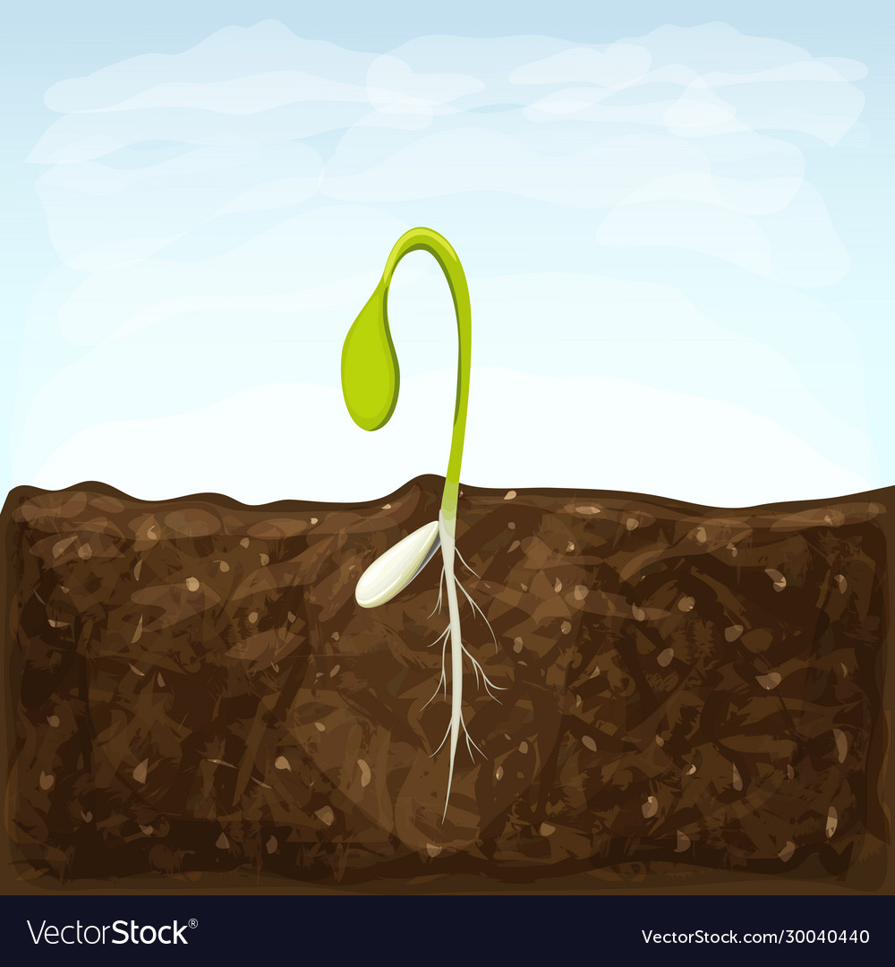 Sprouting seed vegetable sprout in soil with Vector Image Sprouting seed vegetable sprout in soil with Vector Image