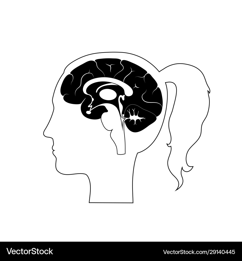 Woman brain anatomy Royalty Free Vector Image - VectorStock