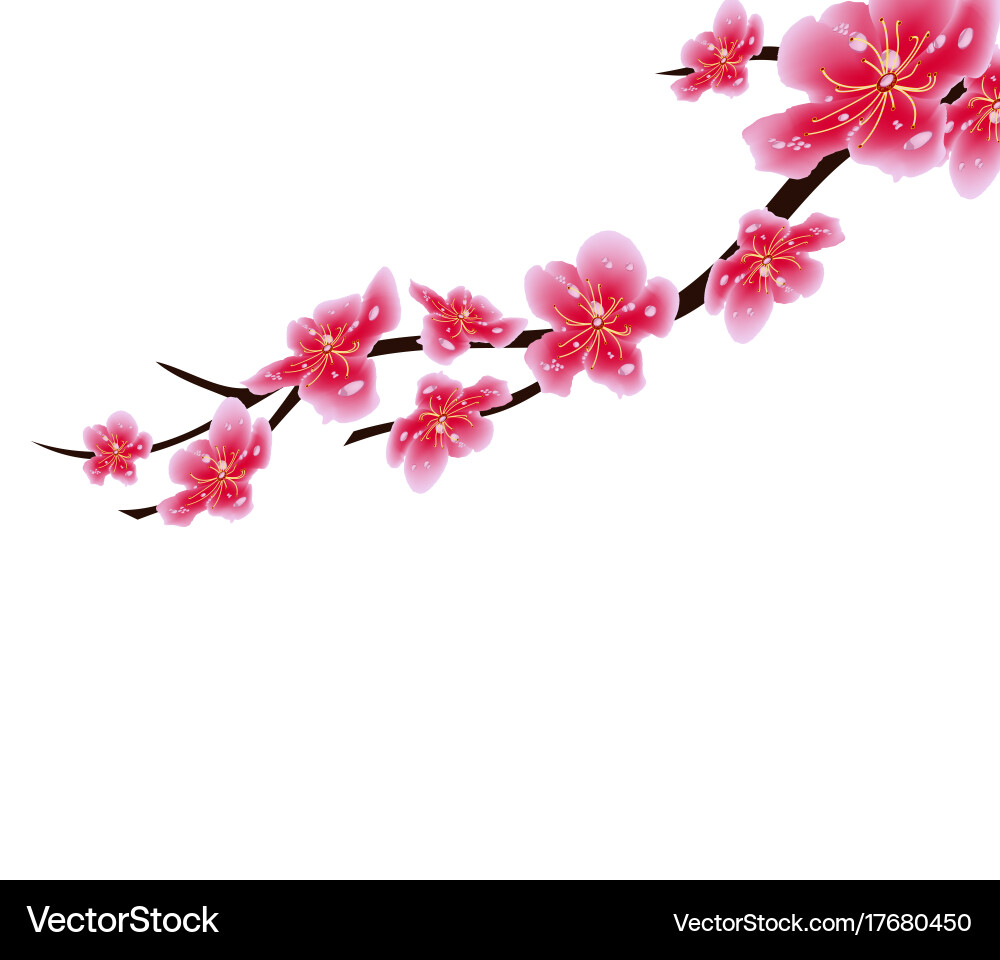 Sakura flowers background cherry blossom isolated Vector Image