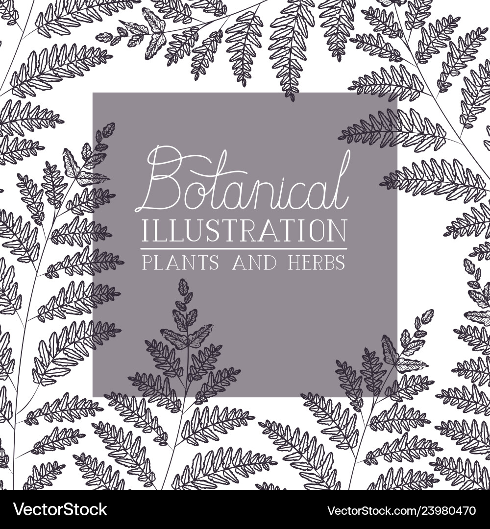 Botanical label with plants and herbs Royalty Free Vector