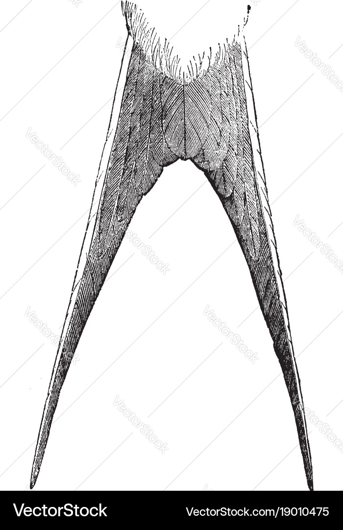 Tail of forster tern vintage Royalty Free Vector Image