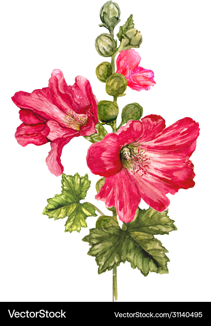 Watercolor mallow flower Royalty Free Vector Image