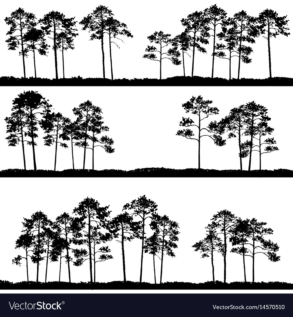 Landscapes with pine trees Royalty Free Vector Image