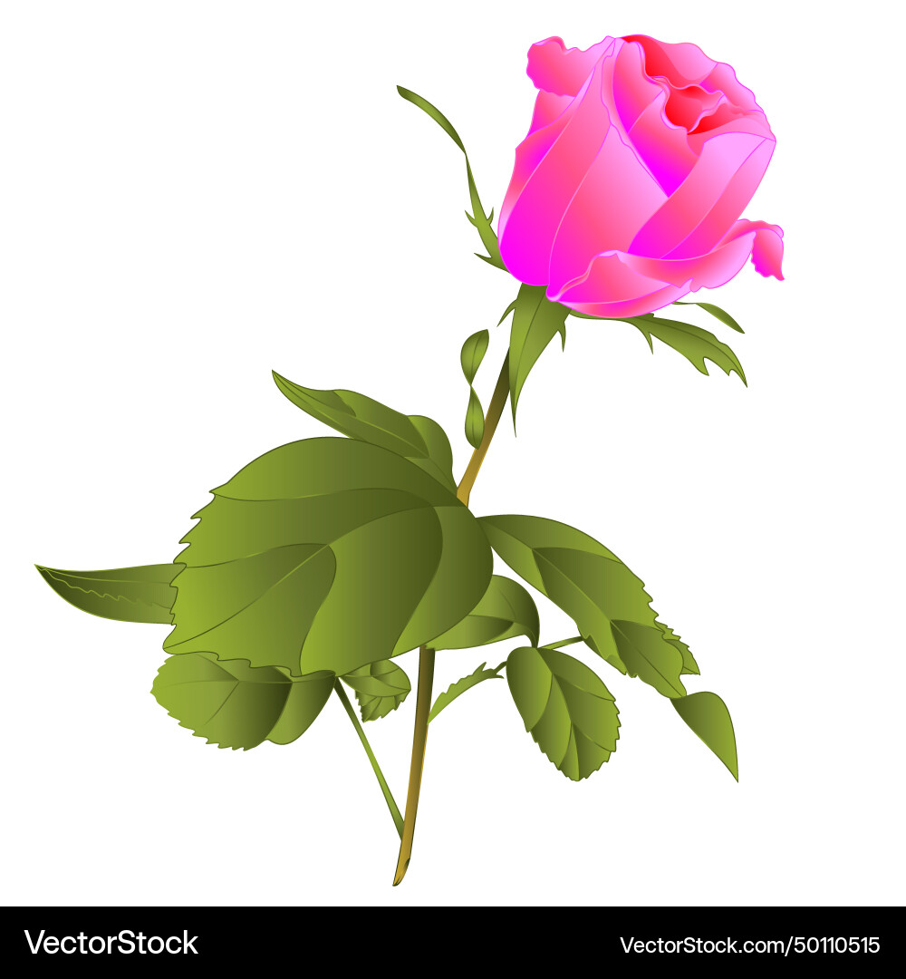 Pink rose bud stem on a white background Vector Image