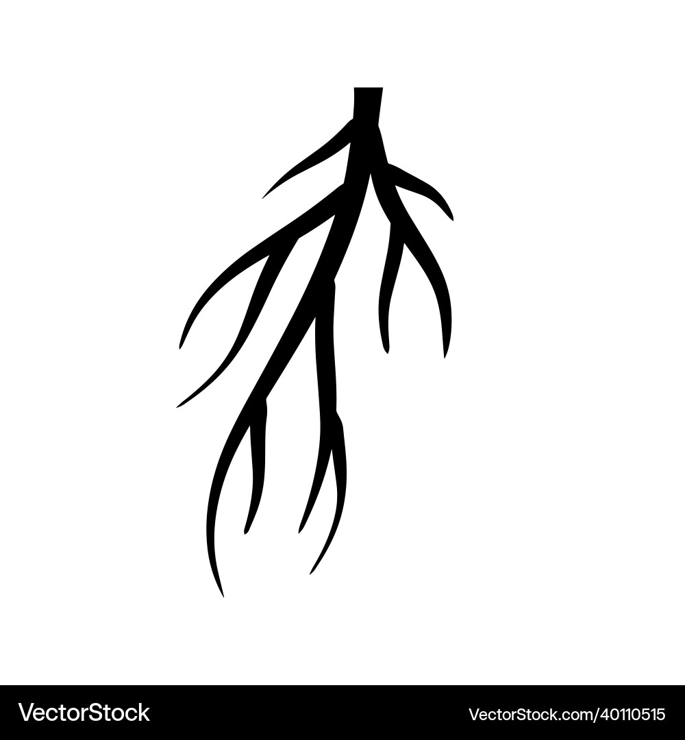 Root underground part of plant Royalty Free Vector Image