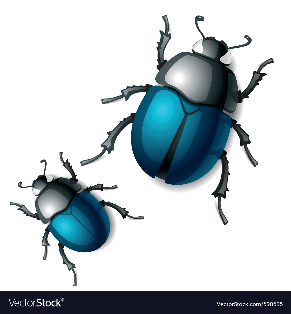 Beetle Royalty Free Vector Image - VectorStock