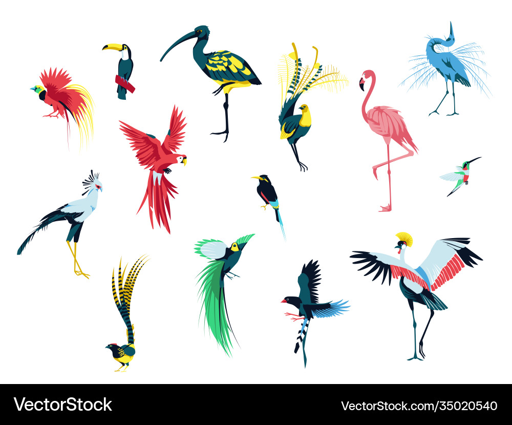 Beautiful exotic tropical birds set Royalty Free Vector