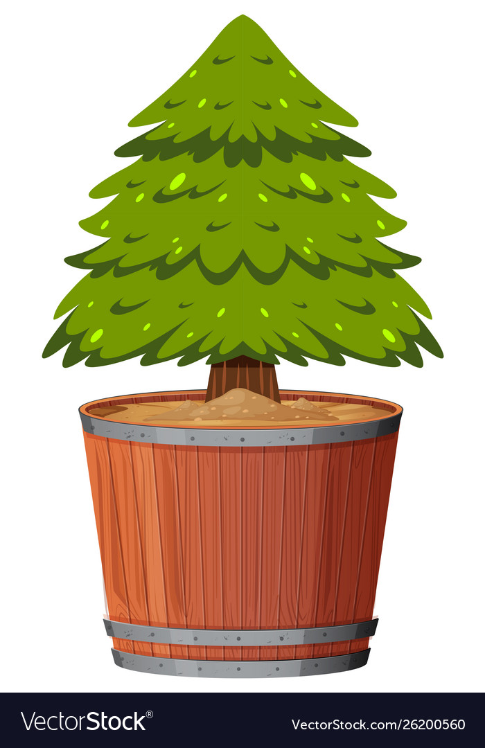 A pine tree in pot Royalty Free Vector Image - VectorStock