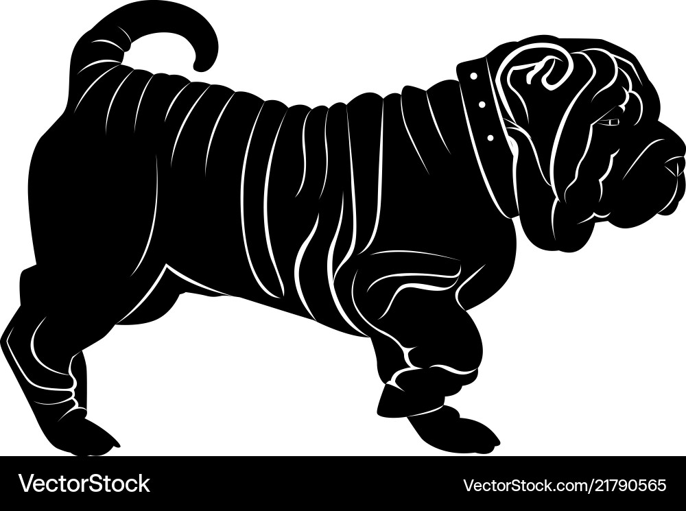 Shar pei dog isolated on white background Vector Image