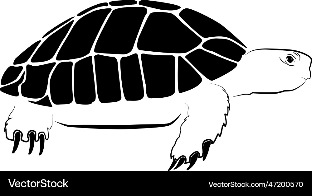 Turtle of design on a white background Royalty Free Vector