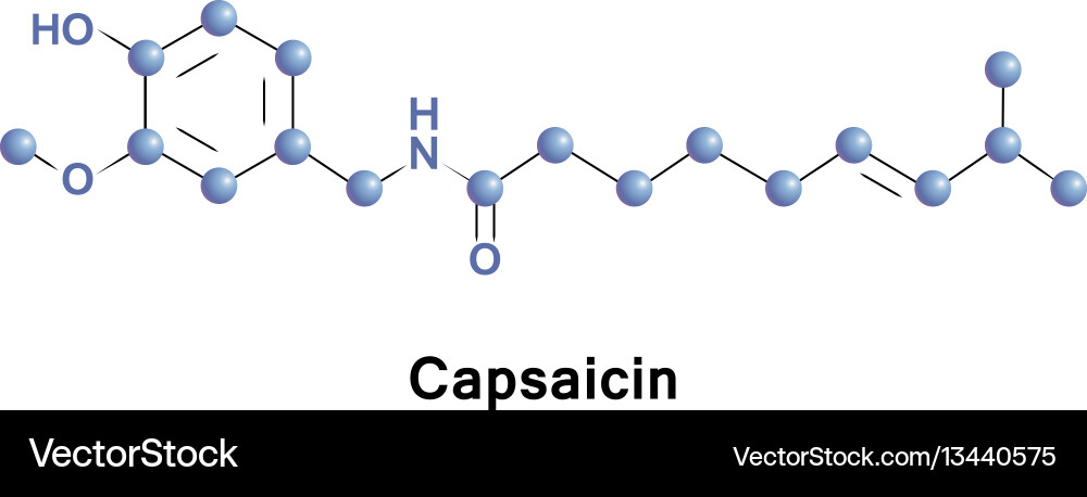 Capsaicin is an active component of chili Vector Image