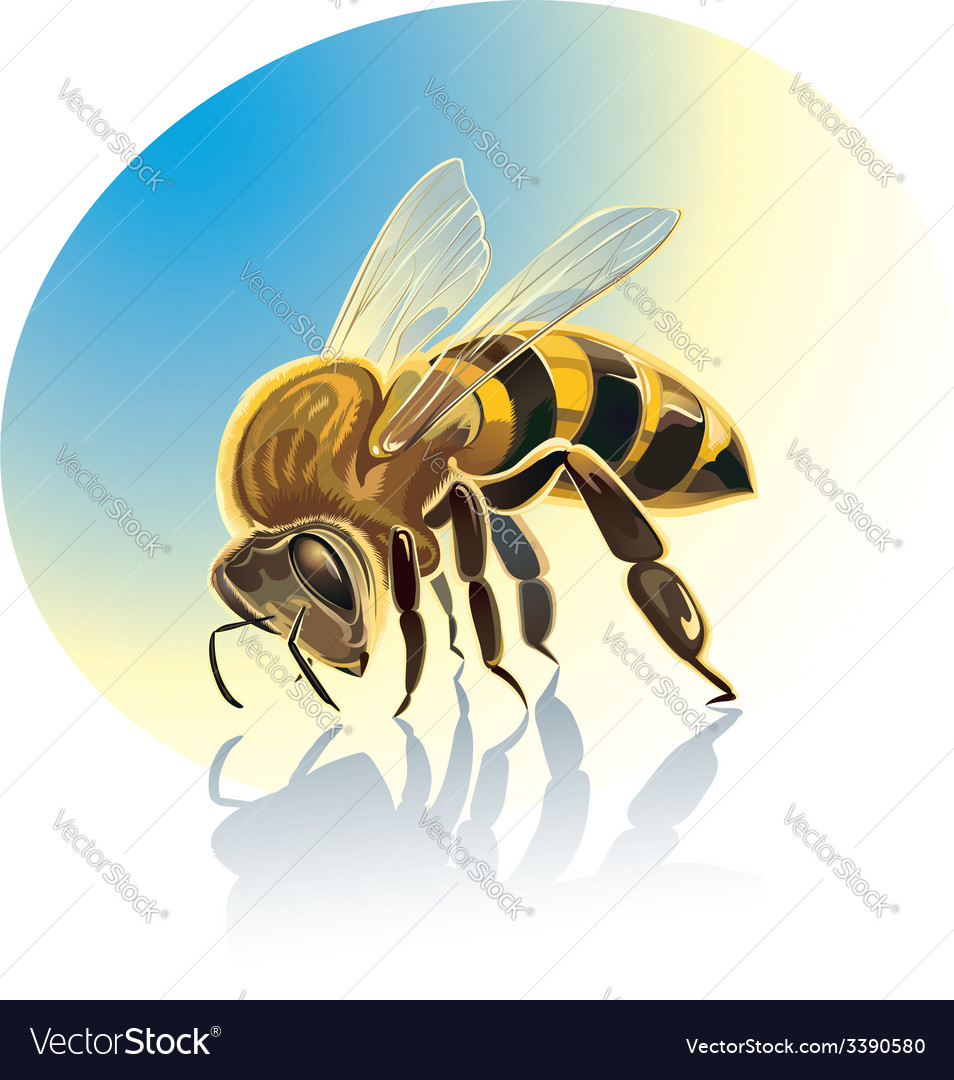 Bee Royalty Free Vector Image - VectorStock