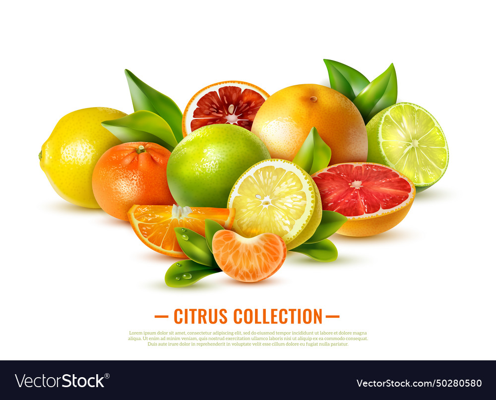 Realistic citrus fruit Royalty Free Vector Image