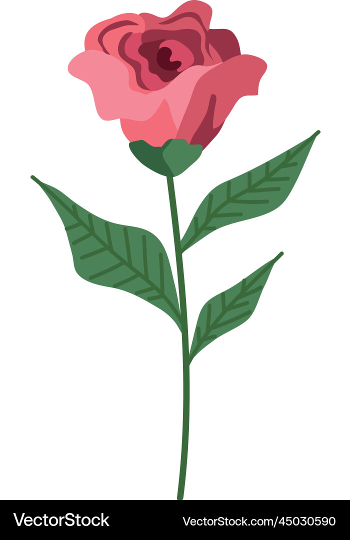 Red rose flower garden Royalty Free Vector Image