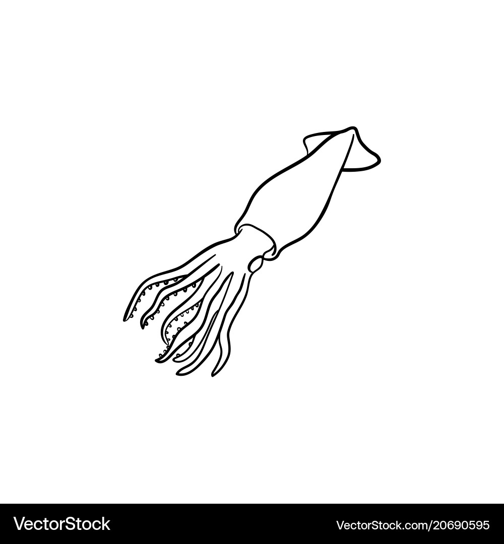 Squid Drawing Outline