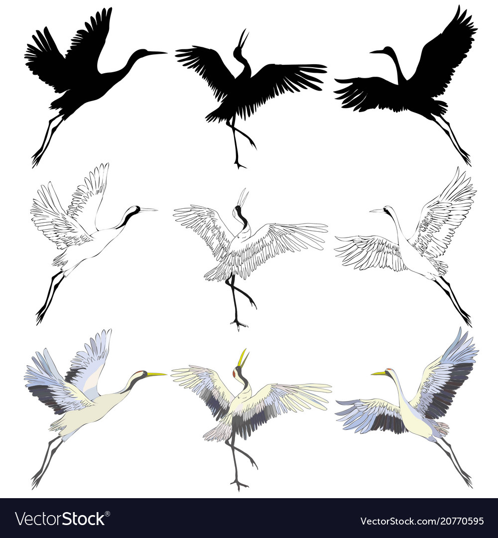 Wild birds in flight animals nature Royalty Free Vector