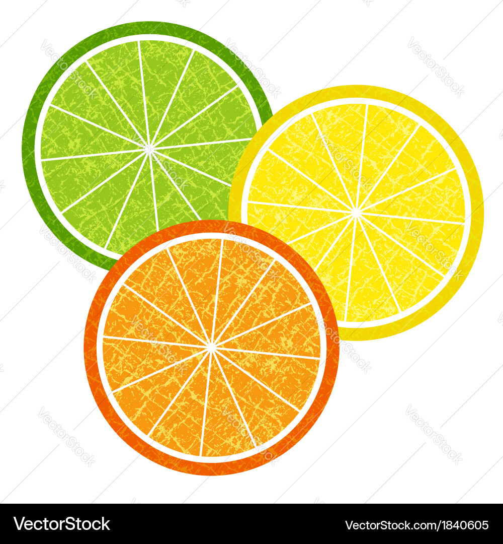 Colorful citrus slices set Royalty Free Vector Image