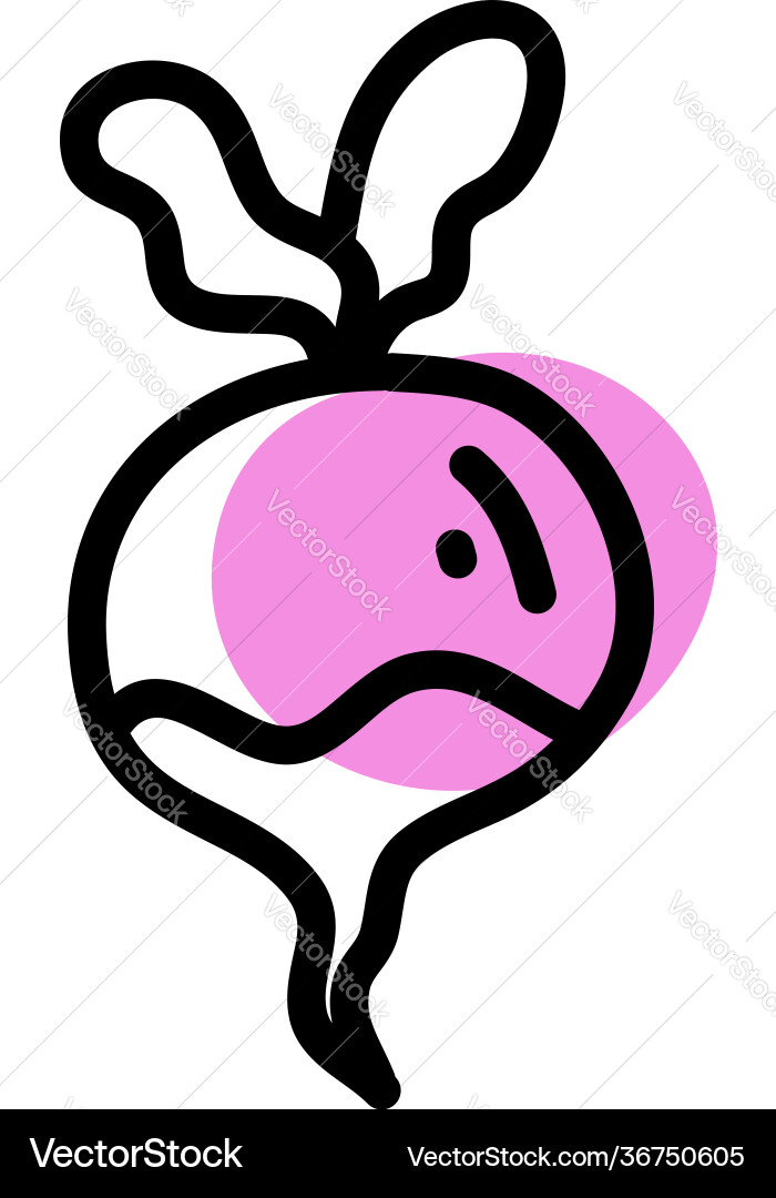 Purple radish on a white background Royalty Free Vector