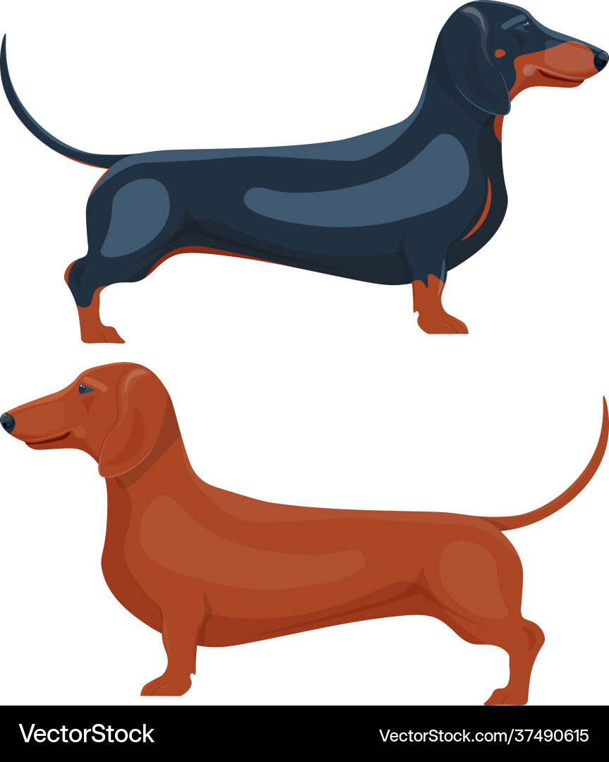 Dachshund pet isolated on white background Vector Image