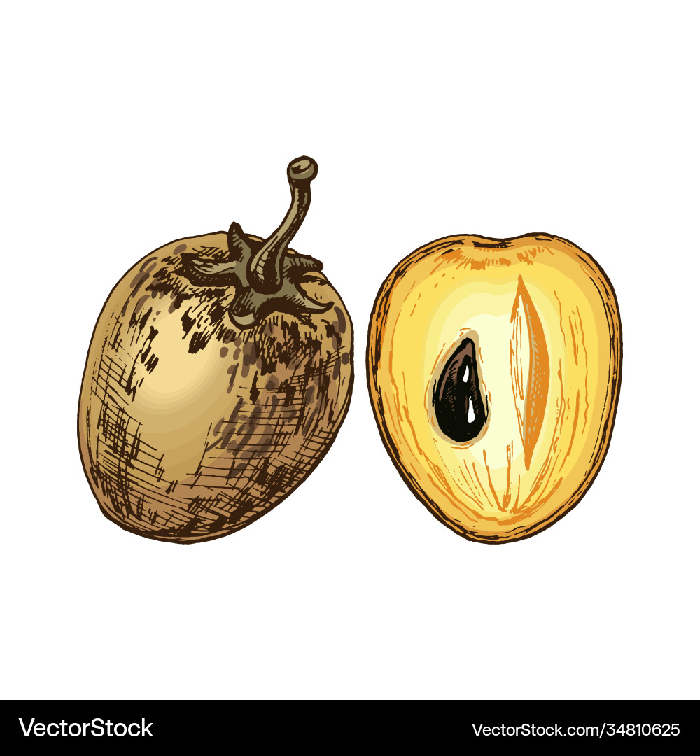 Whole and half sapodilla flat color Royalty Free Vector