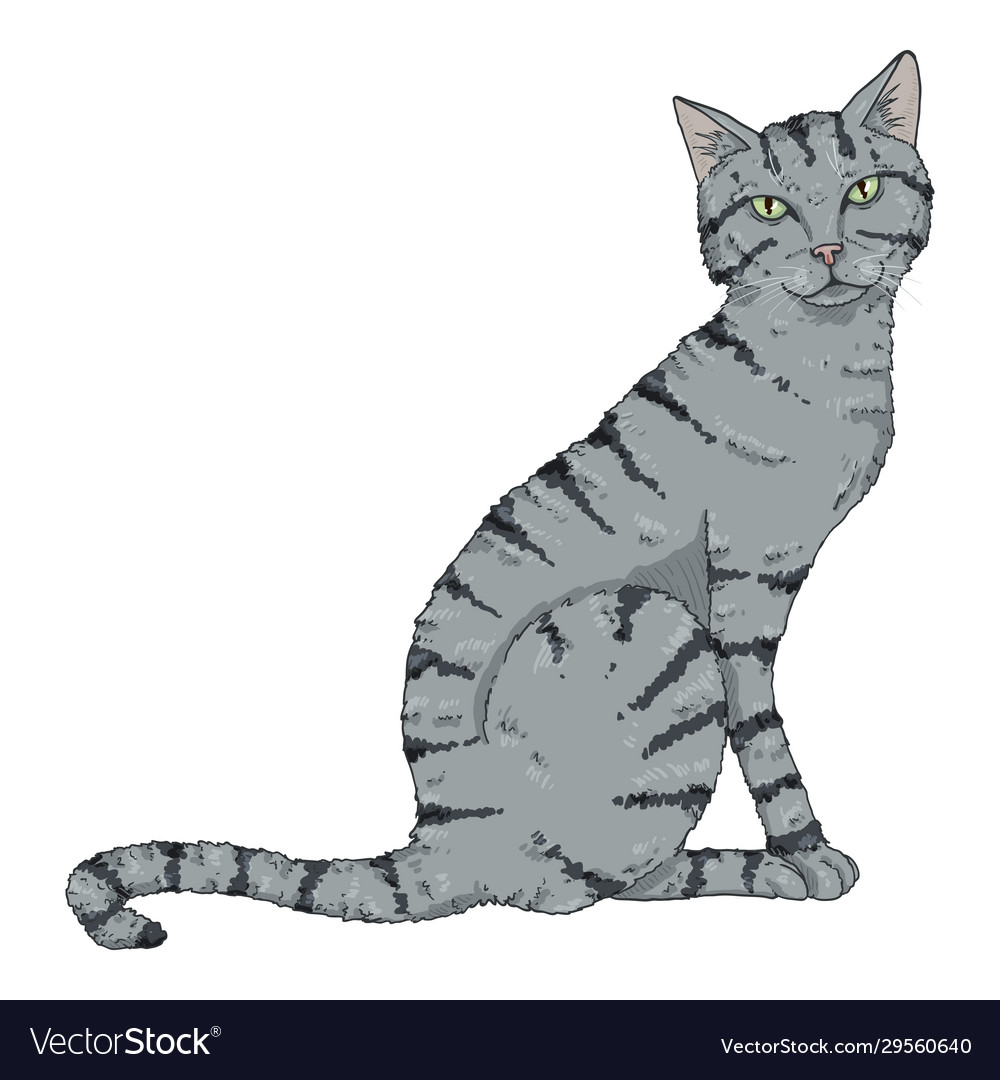 Sitting gray striped cat Royalty Free Vector Image