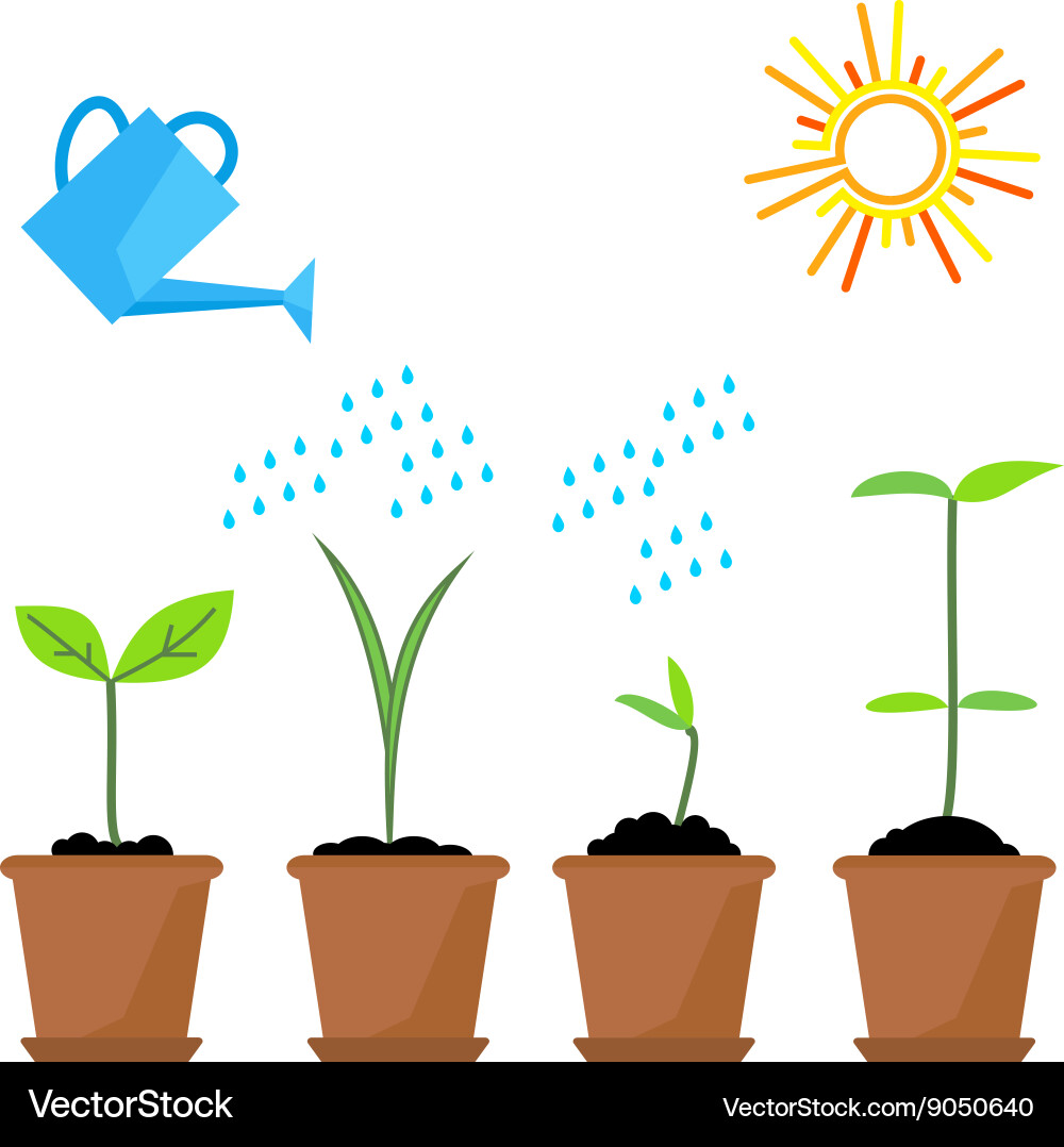 Timeline infographic of planting tree process Vector Image