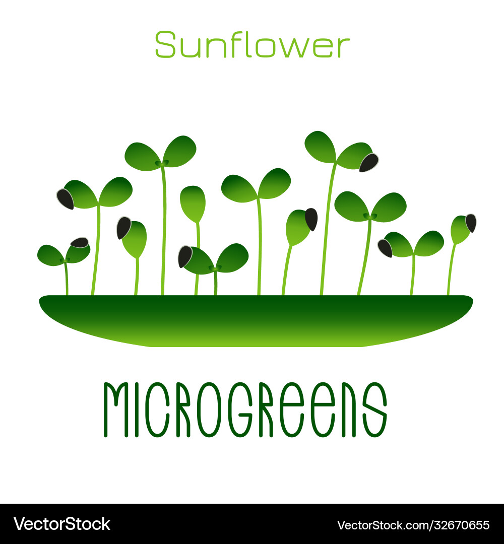 Microgreens sunflower sprouts in a bowl Royalty Free Vector