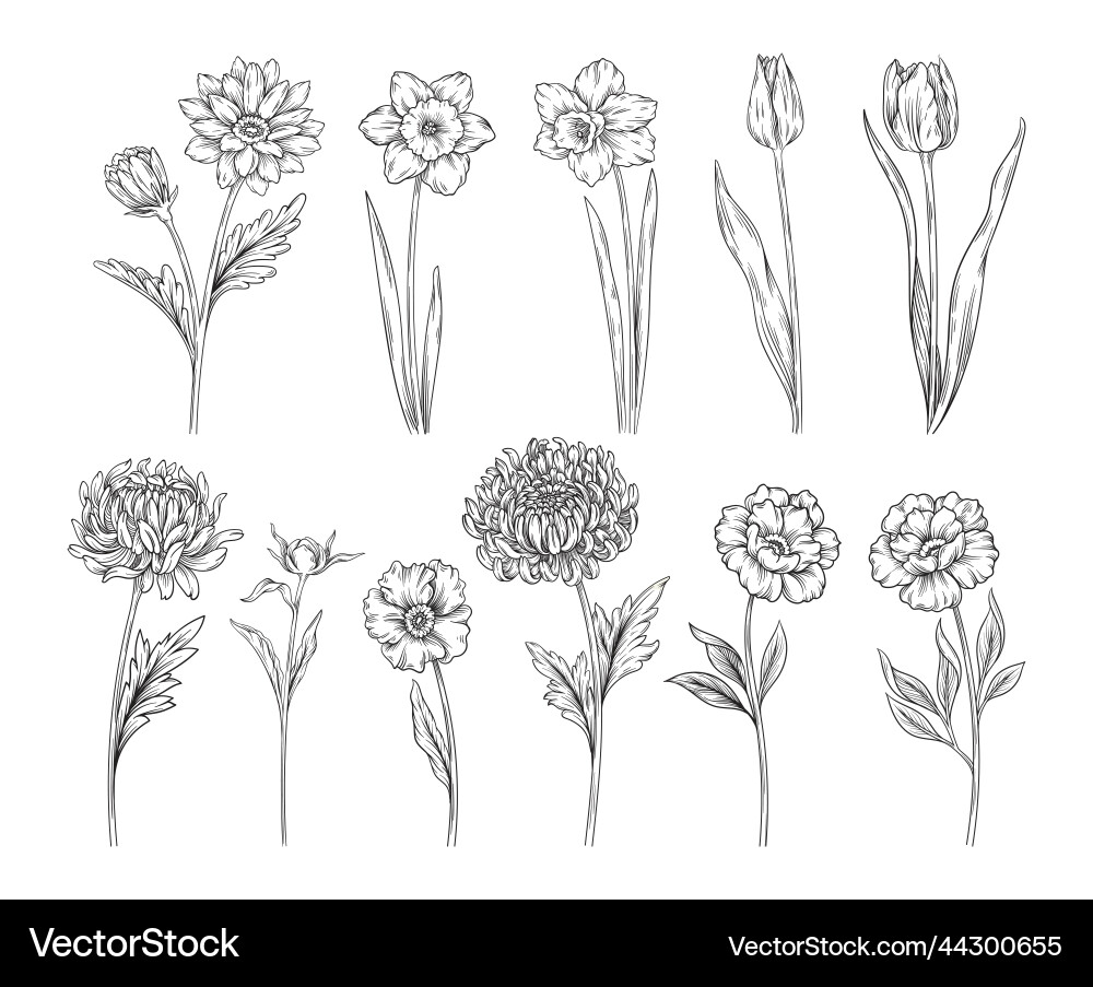 Set of beautiful spring flowers Royalty Free Vector Image